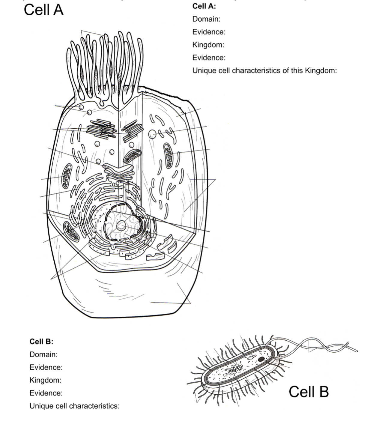 Solved Cell ACell A:Domain:Cell | Chegg.com