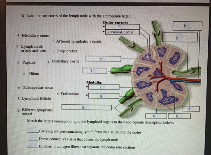 Solved 3) Label the structures of the lymph node with the | Chegg.com