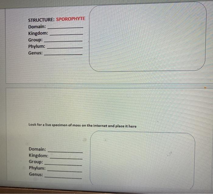Solved Mnium is a Moss. Find a slide of Mnium male, female | Chegg.com