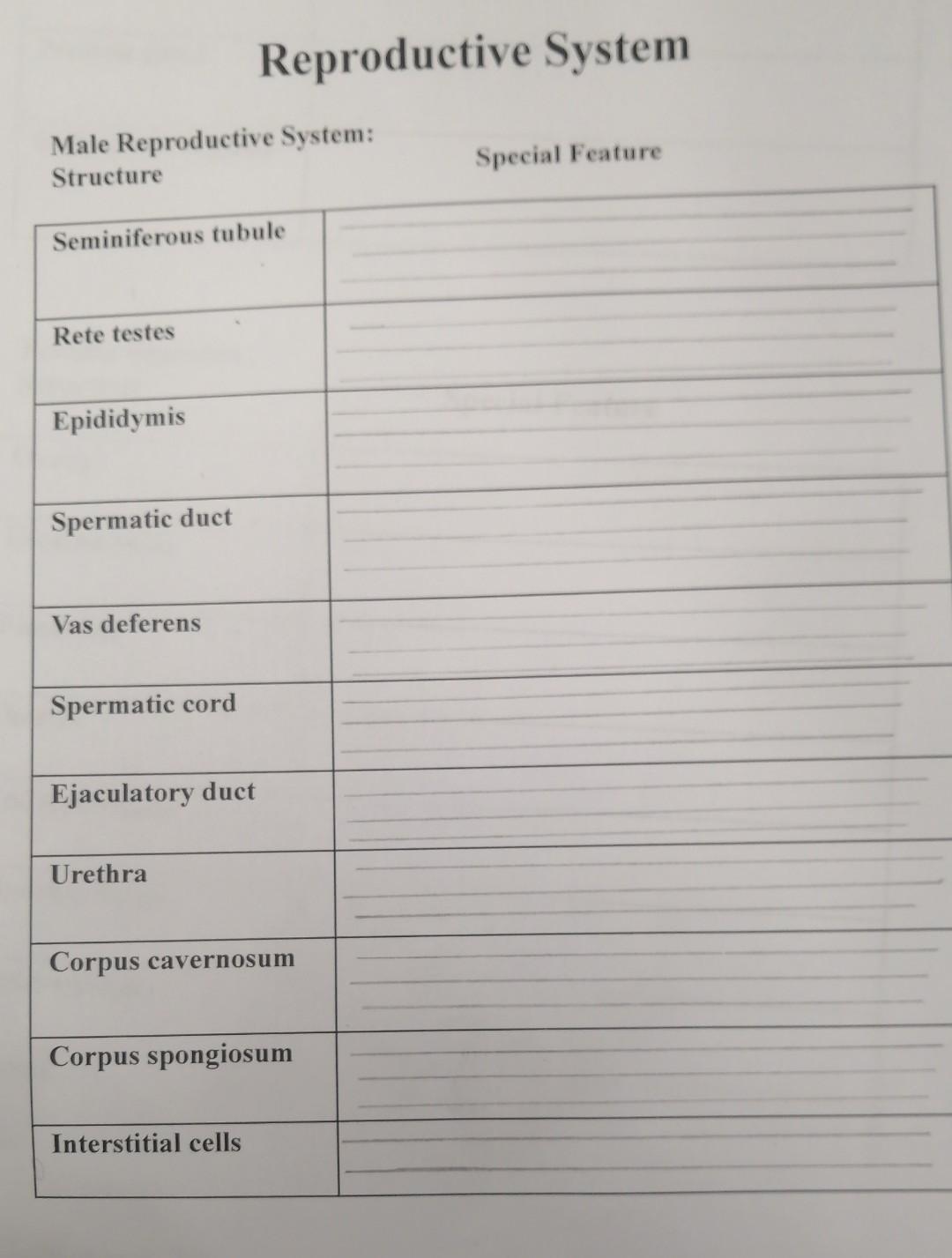 Solved Reproductive System Male Reproductive System: | Chegg.com