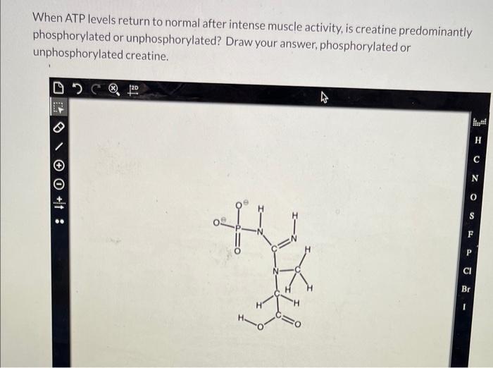 Solved When ATP levels return to normal after intense muscle | Chegg.com