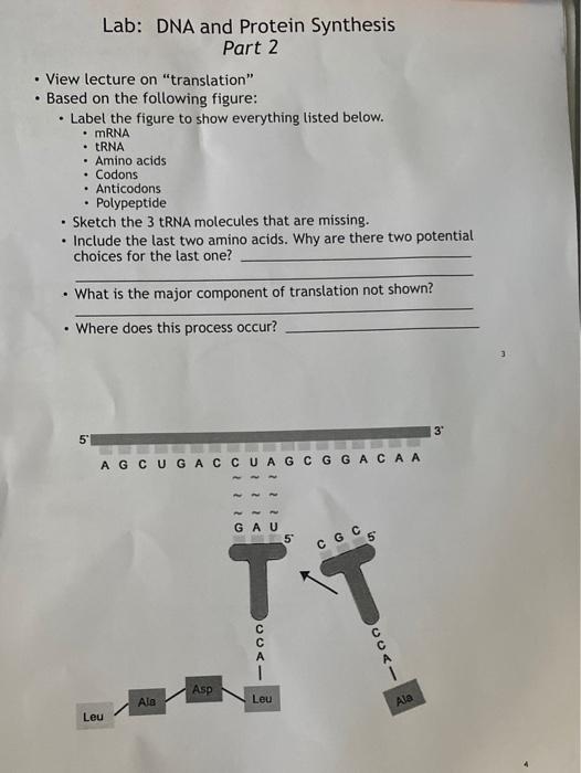 Solved Lab: DNA and Protein Synthesis Part 2 • View lecture | Chegg.com