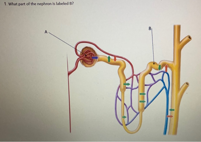Solved 1. What part of the nephron is labeled B? | Chegg.com