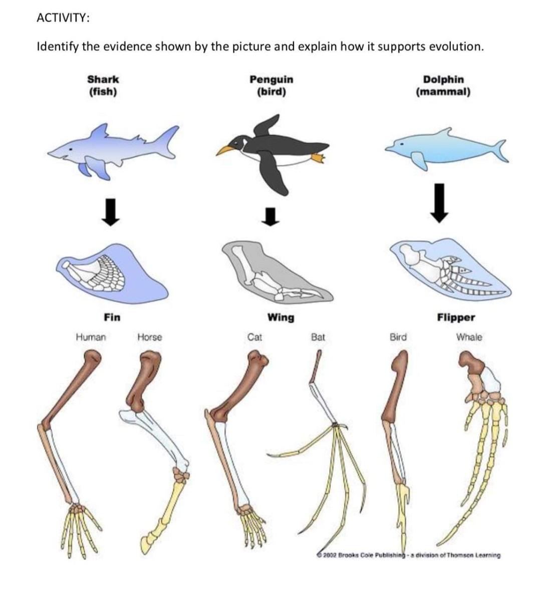Shark Internal Diagram Showing The Evolution Of