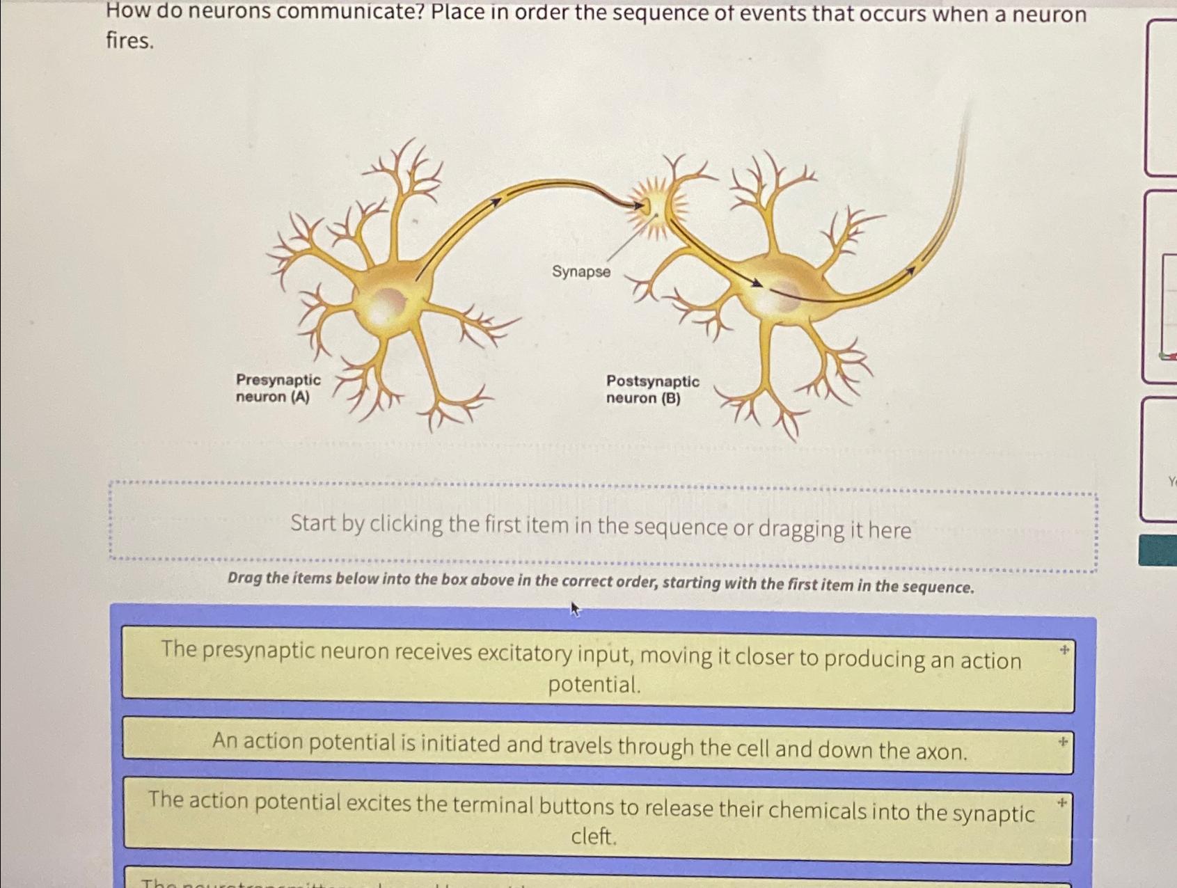 Solved How do neurons communicate? Place in order the | Chegg.com