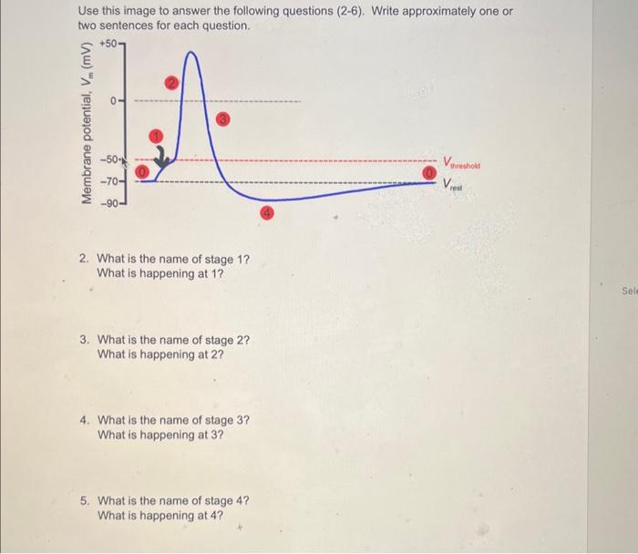 Solved 2. What is the name of stage 1 ? What is happening at | Chegg.com