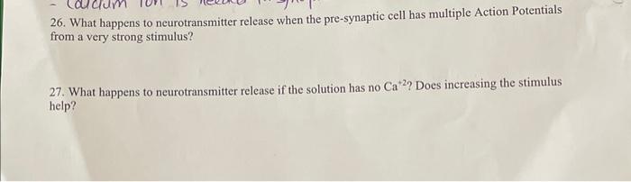Solved 26. What happens to neurotransmitter release when the | Chegg.com