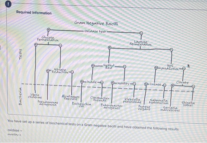 Required information Gram Negative Bacilli | Chegg.com