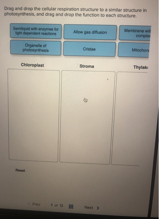 Solved Drag and drop the cellular respiration structure to a | Chegg.com