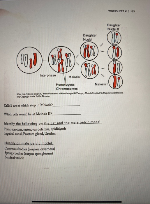 Solved WORKSHEET XI | 165 Daughter Nuclei II Daughter Nuclei | Chegg.com
