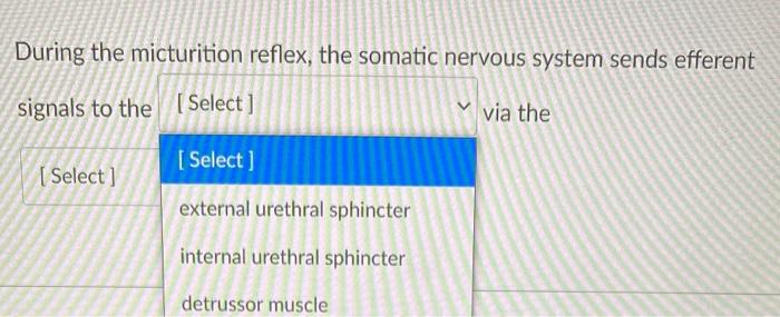 Solved During the micturition reflex, the somatic nervous | Chegg.com