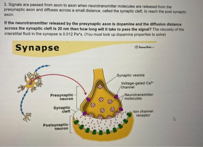 Solved 3. Signals are passed from axon to axon when | Chegg.com