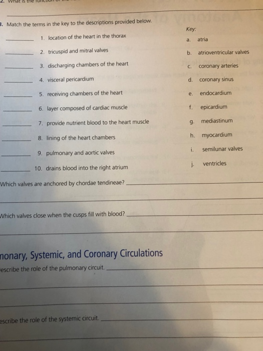 Solved EXERCISE Anatomy OT the Heart Name Lab Time/Date | Chegg.com