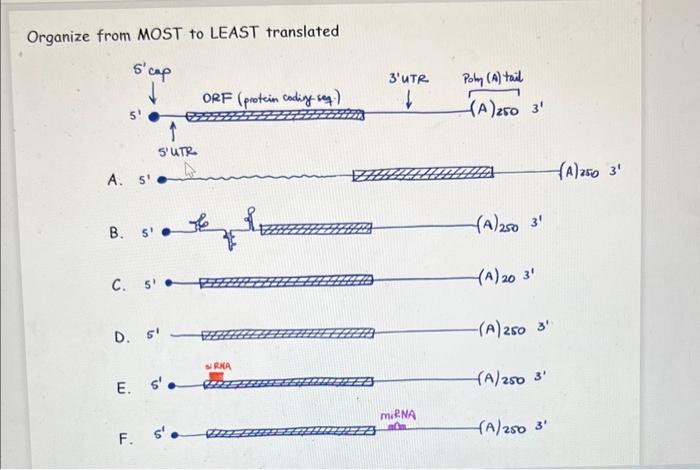 Solved Organize from MOST to LEAST translated | Chegg.com