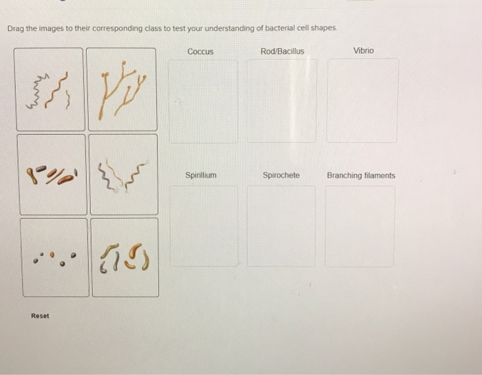 Solved Drag the images to their corresponding class to test | Chegg.com