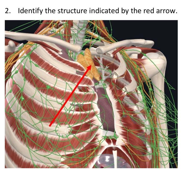 Solved 2. Identify the structure indicated by the red | Chegg.com