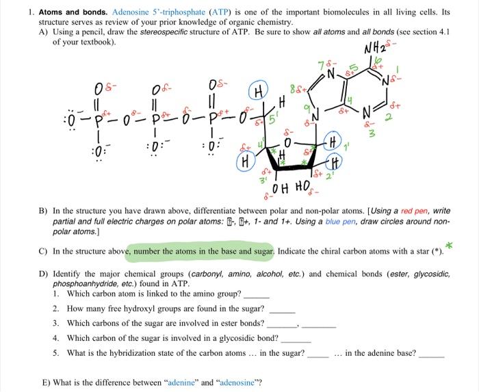 Solved 1. Atoms and bonds. Adenosine 5'-triphosphate (ATP) | Chegg.com