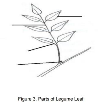 Solved Figure 3. Parts of Legume Leaf | Chegg.com
