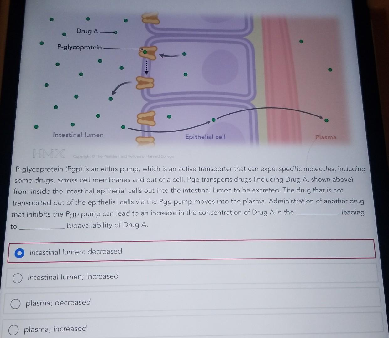 Solved P-glycoprotein (Pgp) is an efflux pump, which is an | Chegg.com