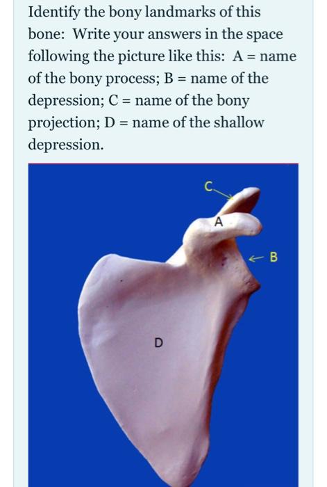 Solved Identify the bony landmarks of this bone: Write your | Chegg.com
