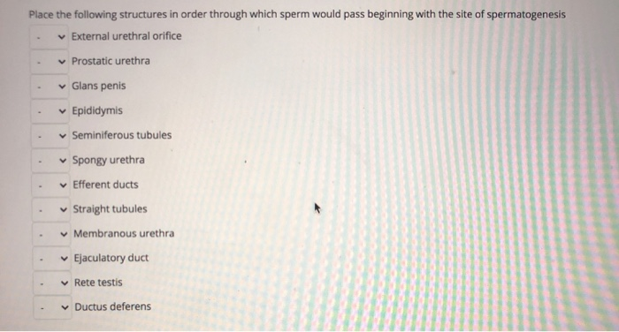 Solved Place the following structures in order through which | Chegg.com