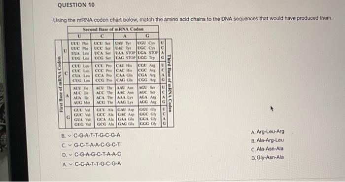 Solved Using the mRNA codon chart below, match the amino | Chegg.com