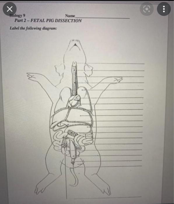 Solved Х Biology 9 Name Part 2 - FETAL PIG DISSECTION Label | Chegg.com
