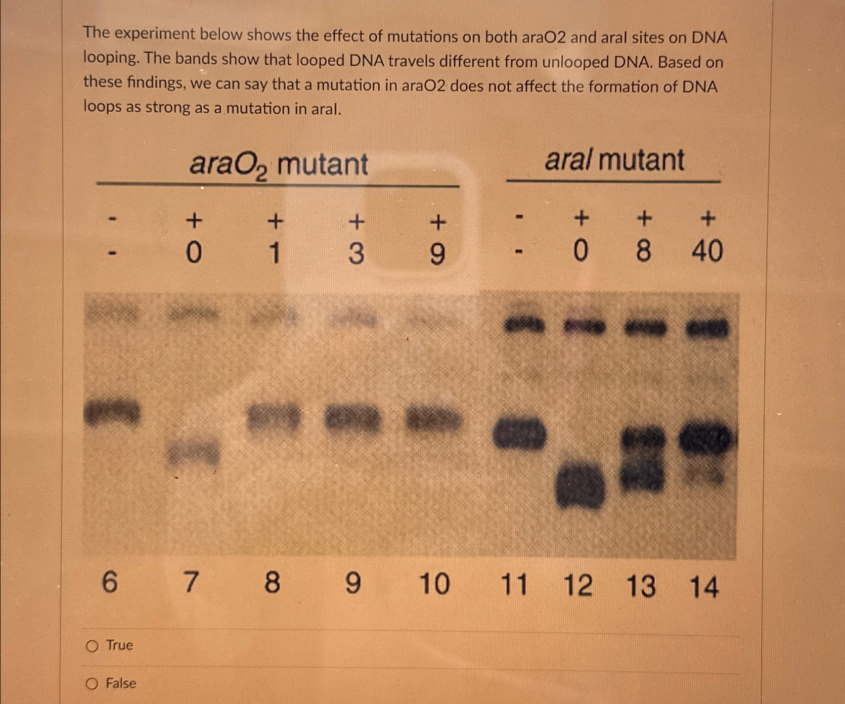 Solved The experiment below shows the effect of mutations on | Chegg.com