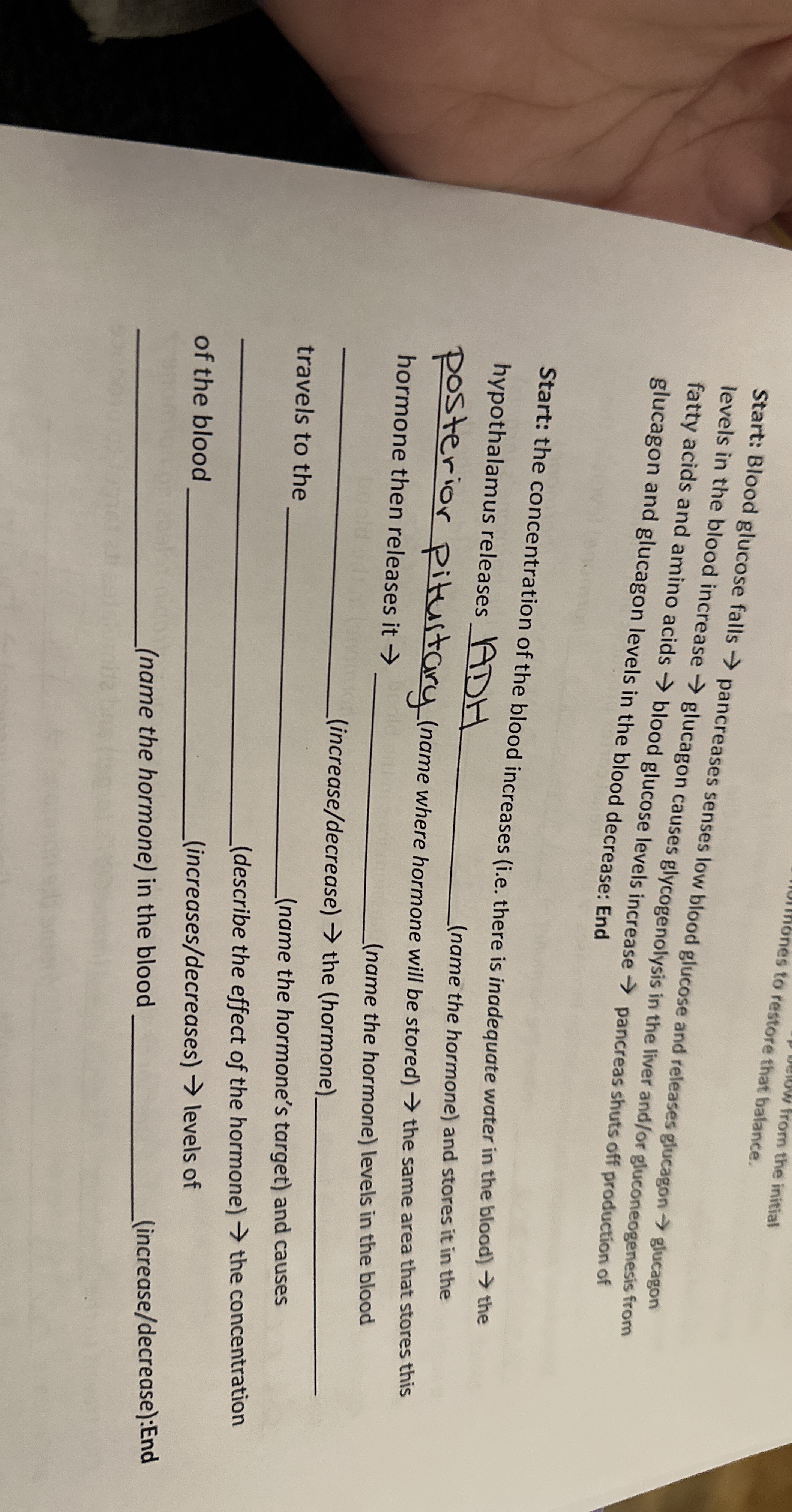 Solved Start: Blood glucose falls → ﻿pancreases senses low | Chegg.com