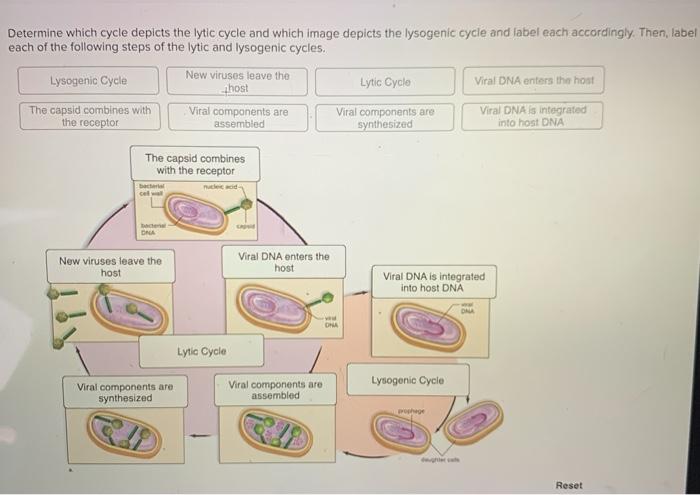 Solved Determine which cycle depicts the lytic cycle and | Chegg.com