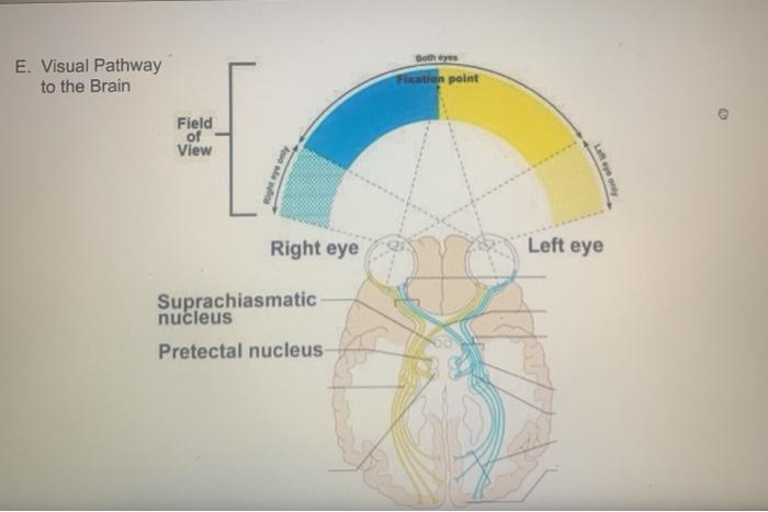 Solved Both us E. Visual Pathway to the Brain Fixation point | Chegg.com