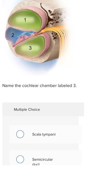 Solved 2 1 3 Name the cochlear chamber labeled 3. Multiple | Chegg.com
