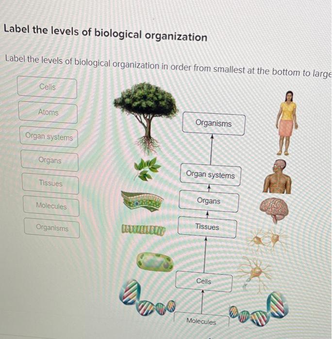 [Solved]: K ant ences Mc araw Complete the following paragr