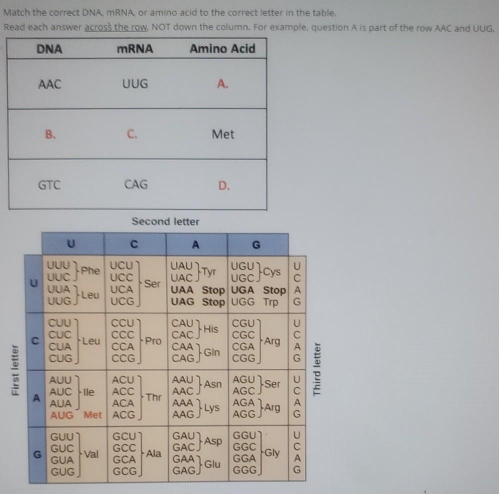 Solved Match the correct DNA, MRNA, or amino acid to the | Chegg.com