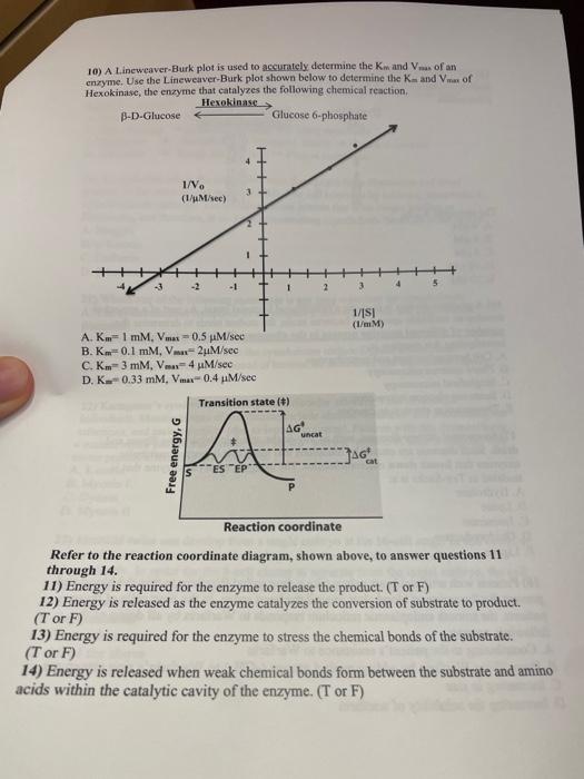Solved 15) Penicillin-resistant Staphylocaccus aureas | Chegg.com