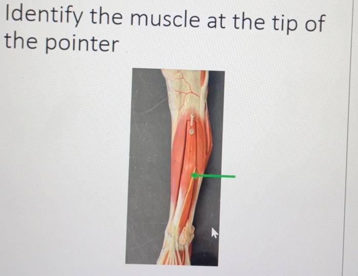 Solved Identify the muscle at the tip of the | Chegg.com