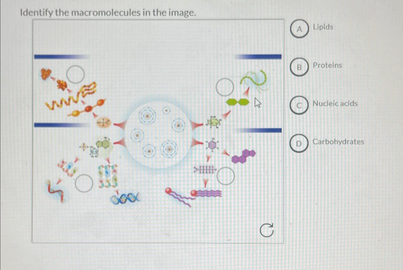 Solved Identify the macromolecules in the image. | Chegg.com