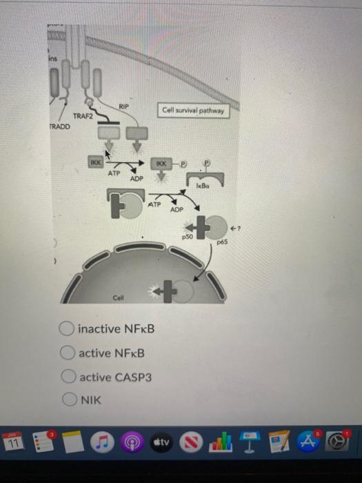 Solved Below shows the cell survival pathway promoted by | Chegg.com