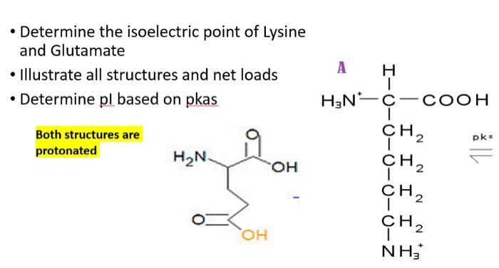 Determine the isoelectric point of Lysine and | Chegg.com