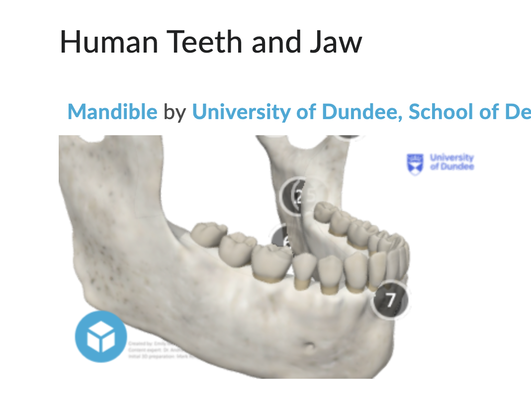 [Solved]: Compare Gigantopithecus teeth and jaw to a Gorilla