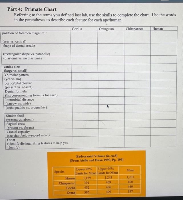 Solved Part 4: Primate Chart Referring to the terms you | Chegg.com