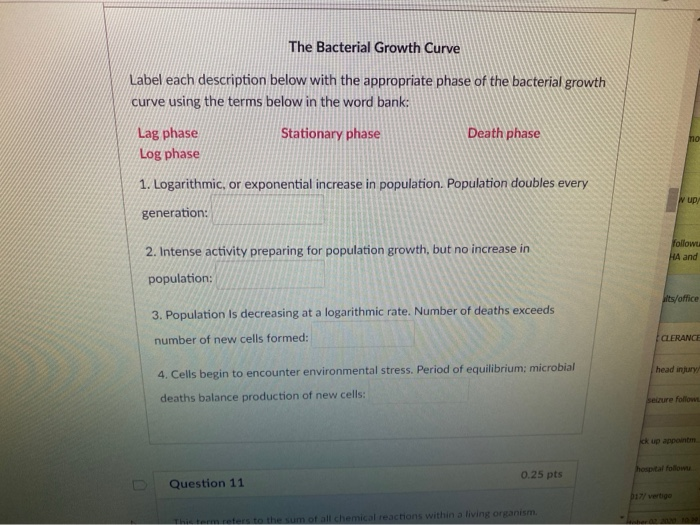 Solved The Bacterial Growth Curve Label each description | Chegg.com