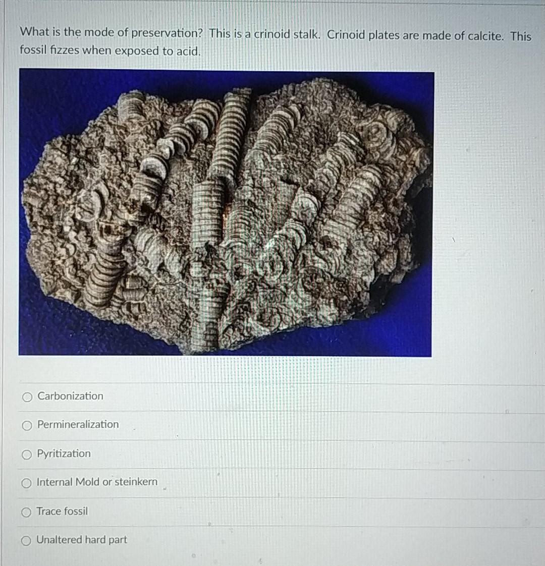 Solved What is the mode of preservation? This is a crinoid | Chegg.com