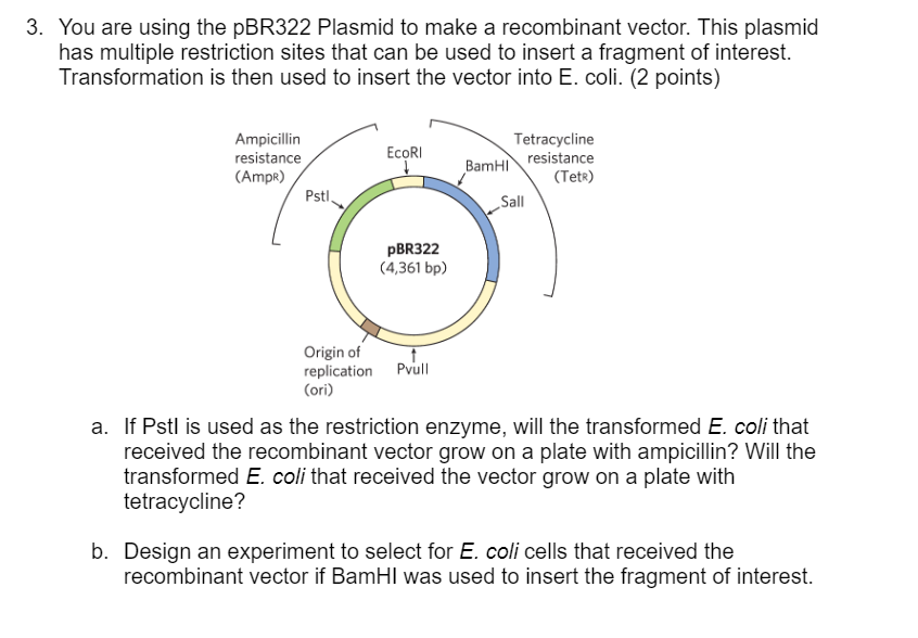 Solved 3. ﻿You are using the pBR322 ﻿Plasmid to make a | Chegg.com