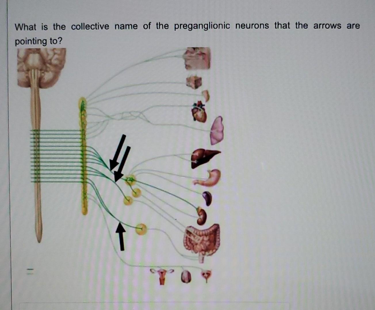 Solved What is the collective name of the preganglionic | Chegg.com