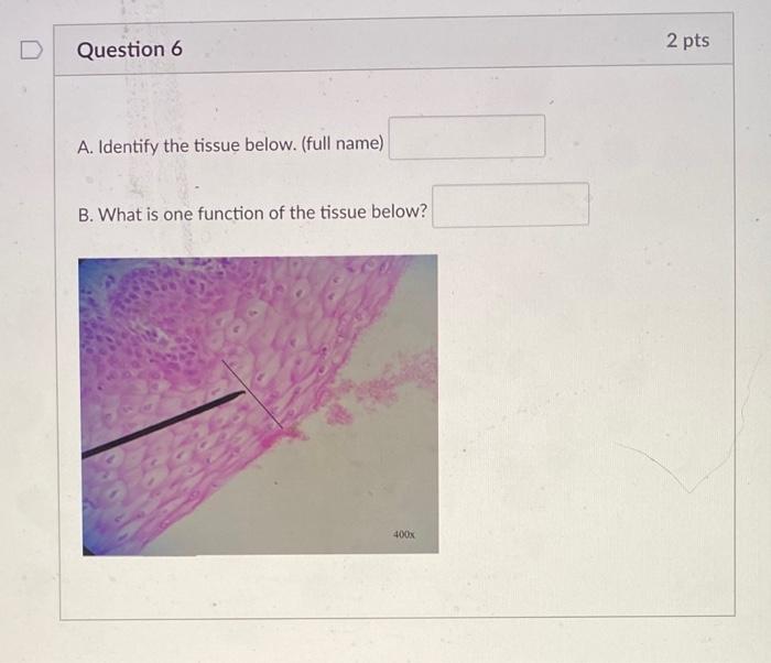 Solved What is the function of the tissue at the pointer? | Chegg.com