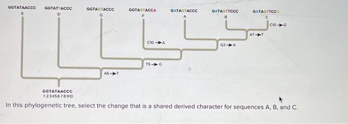 Solved In this phylogenetic tree, select the change that is | Chegg.com
