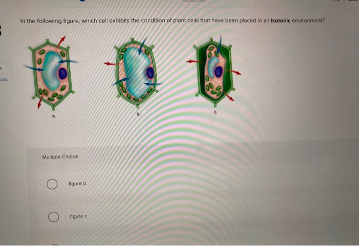 Solved In The Following Figure Which Cell Exhibits The