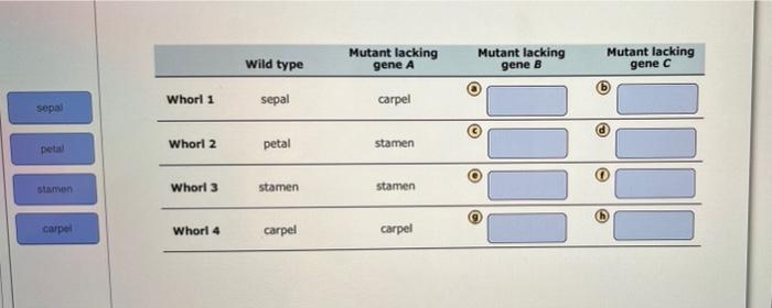 Solved Wild type Mutant lacking gene A Mutant lacking gene B | Chegg.com Solved Wild type Mutant lacking gene A Mutant lacking gene B | Chegg.com