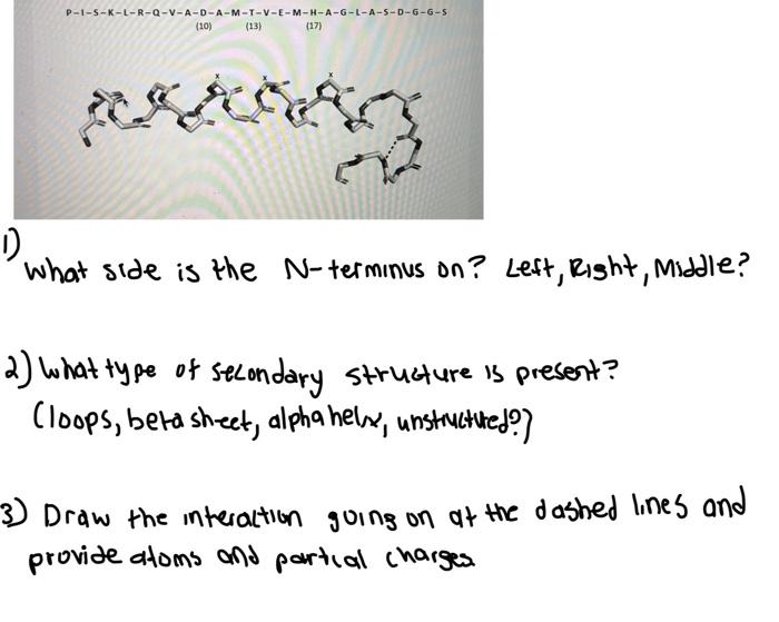 What side is the N-terminus on? Left, Risht, Middle? | Chegg.com